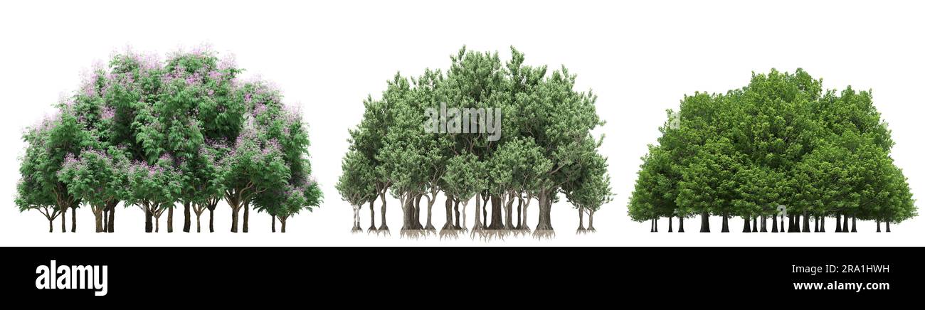 group of trees isolated on a white background, big trees in the forest ...