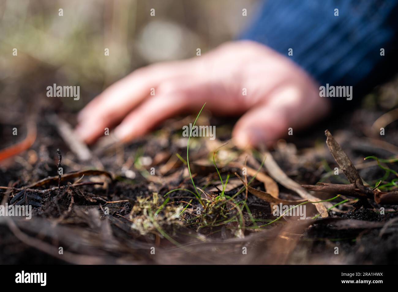 regenerative organic farmer, taking soil samples and looking at plant ...