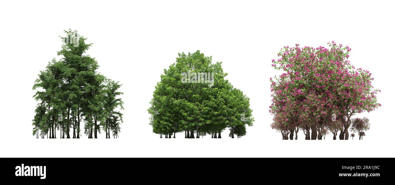 group of trees isolated on a white background, forest, sketch, outline ...