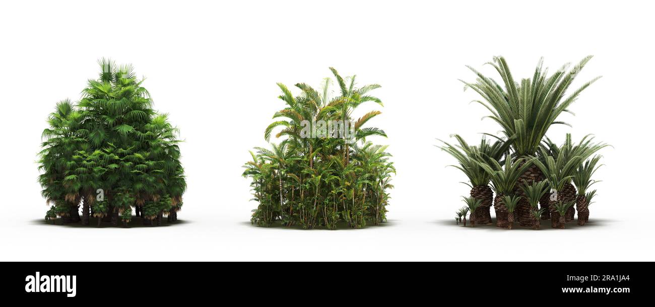 group of trees with a shadow under it, isolated on white background, 3D ...