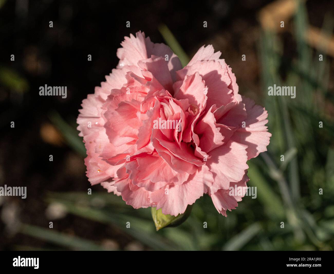 A close up of a single double pink flower of the border pink Dianthus ...