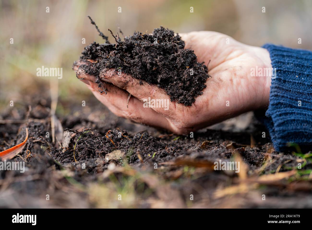 regenerative organic farmer, taking soil samples and looking at plant ...