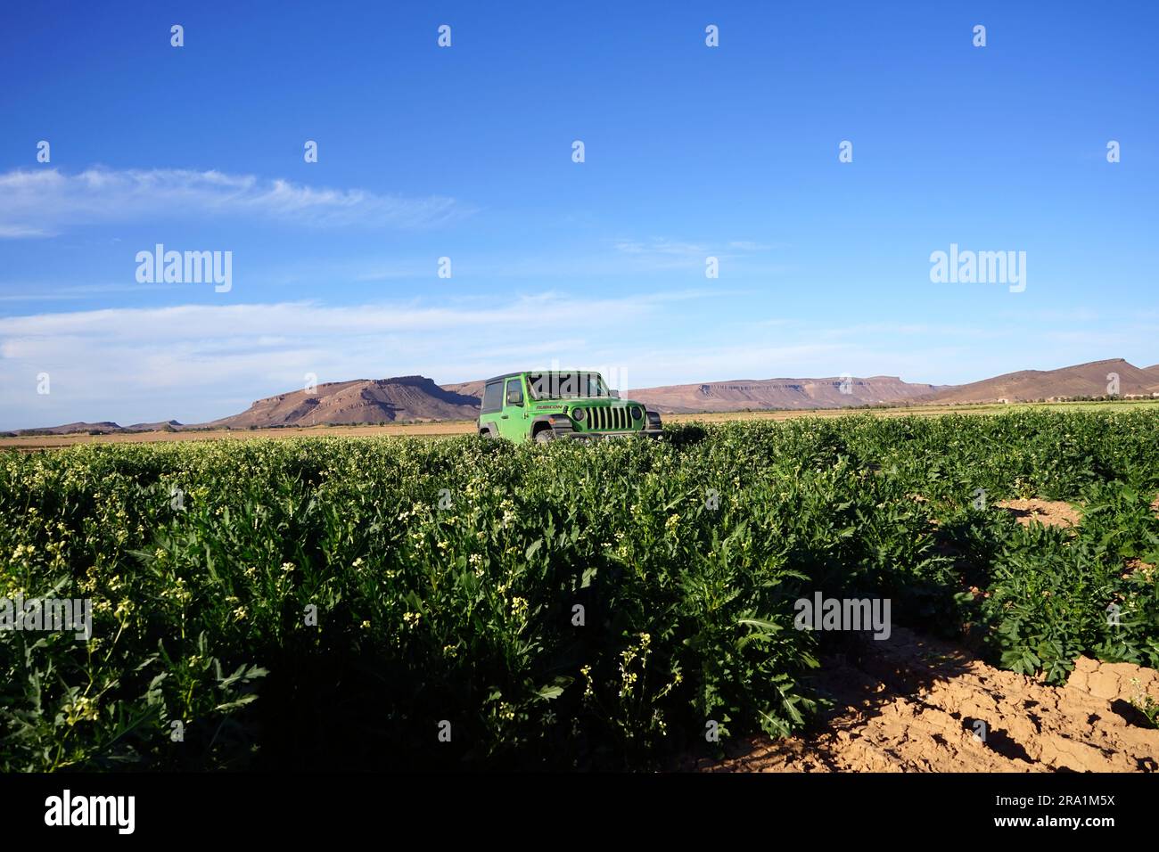 Sahara wrangler hi-res stock photography and images - Alamy