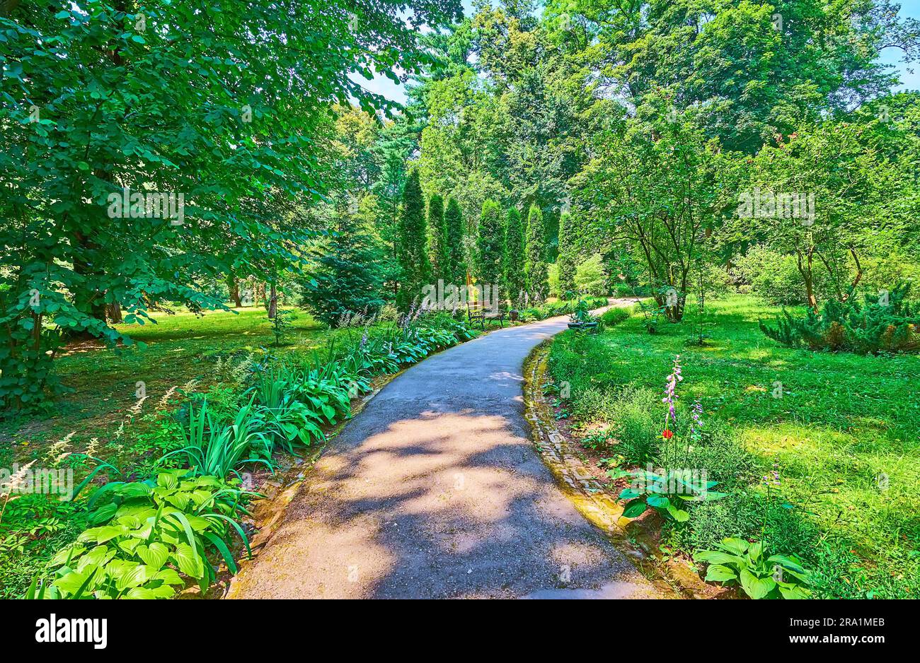 The curved alley and lush greenery in Botanical Garden of Chernivtsi ...