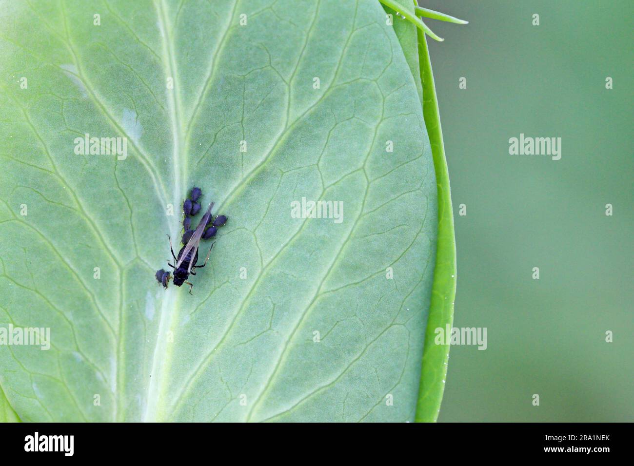 Bean aphid or black bean aphids, Aphis fabae. A colony of wingless ...