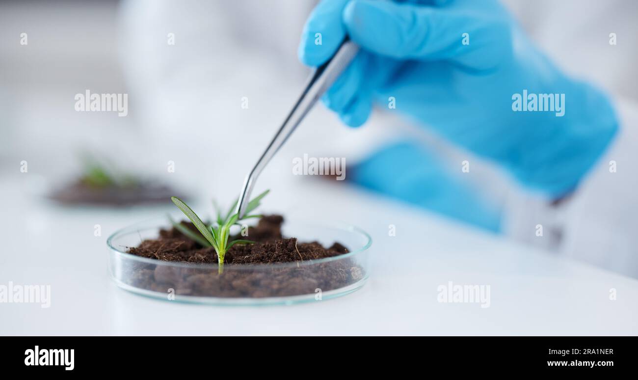 Tweezer, hands and scientist with plant for botany research, experiment ...