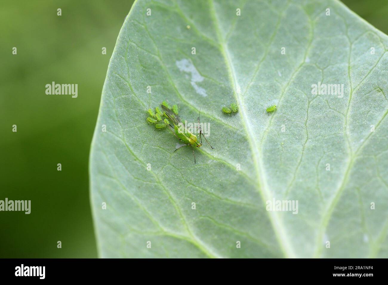 Pea aphid, Acyrthosiphon pisum. A colony of wingless individuals and a ...