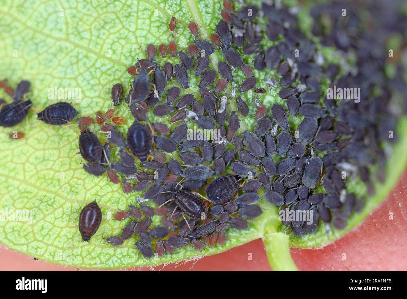 Pyraria hi-res stock photography and images - Alamy