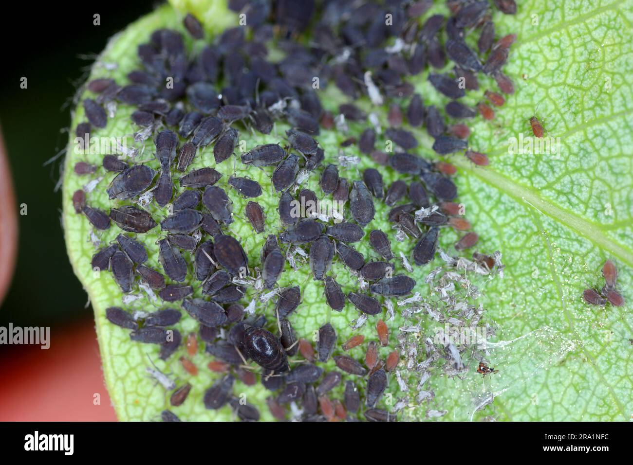 Group of scale insects hi-res stock photography and images - Alamy