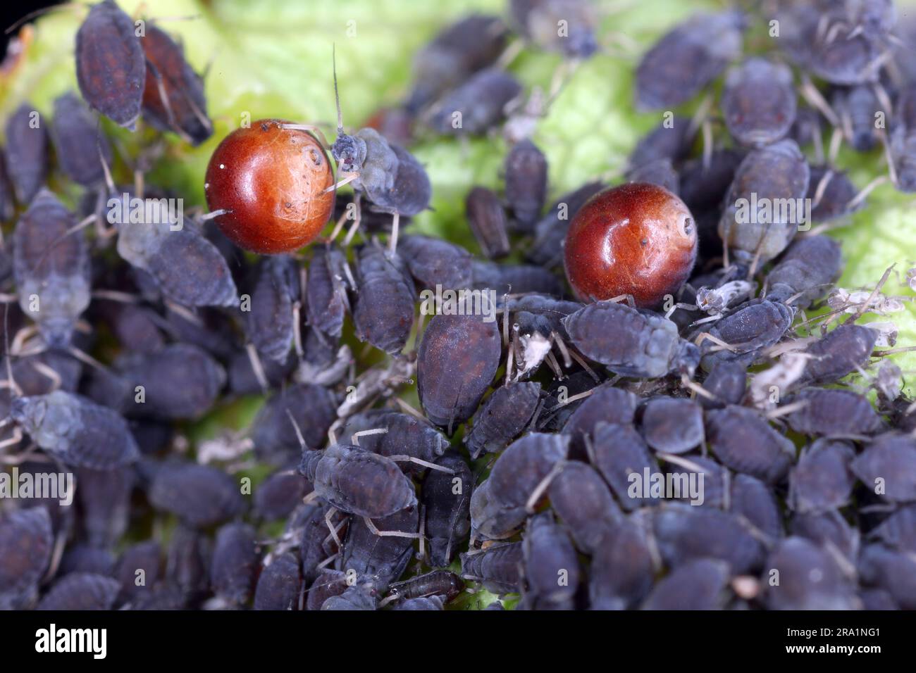 Group of scale insects hi-res stock photography and images - Alamy