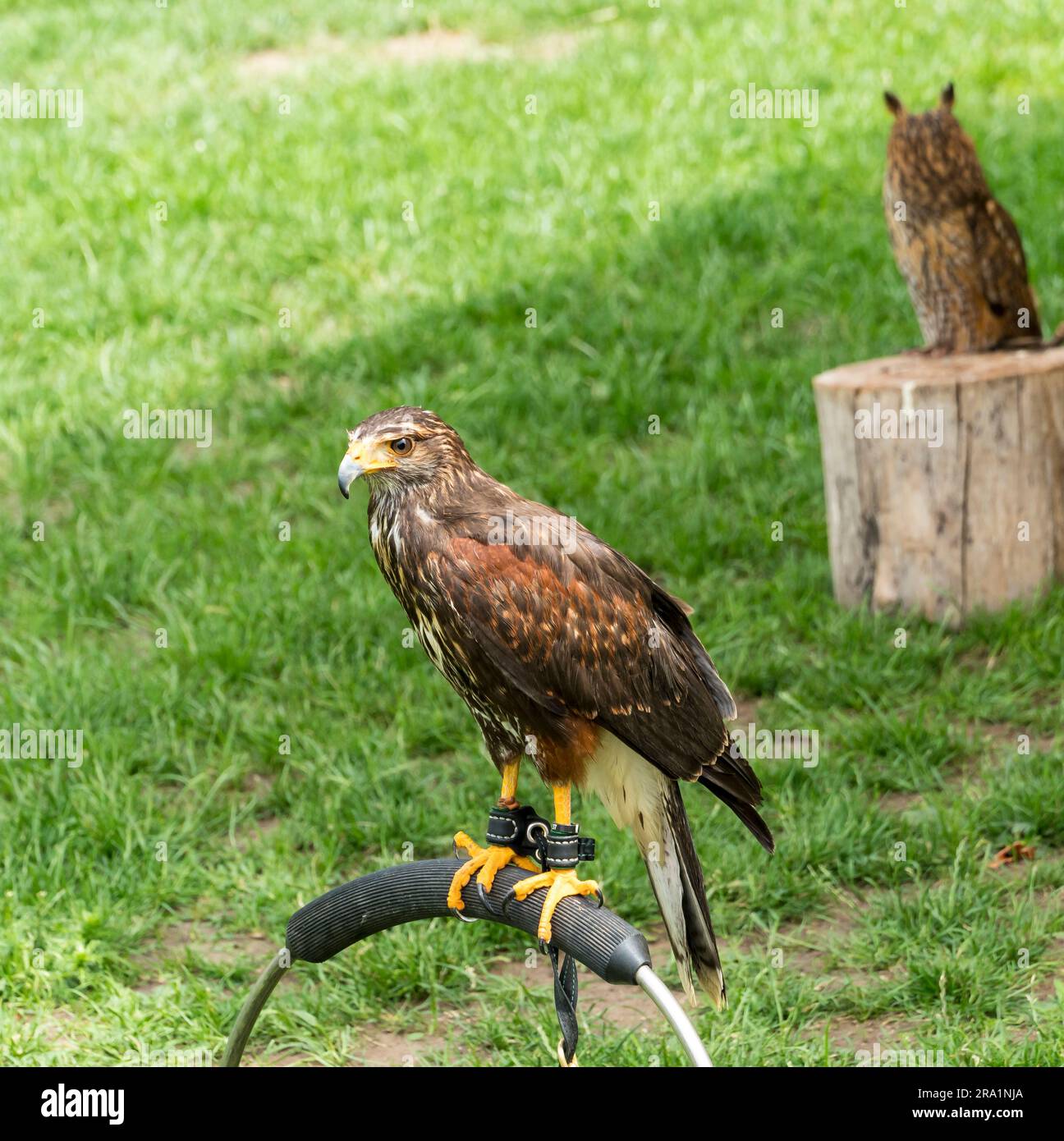 Harriss hawk eagerly waiting to fly lincoln castle hi-res stock ...
