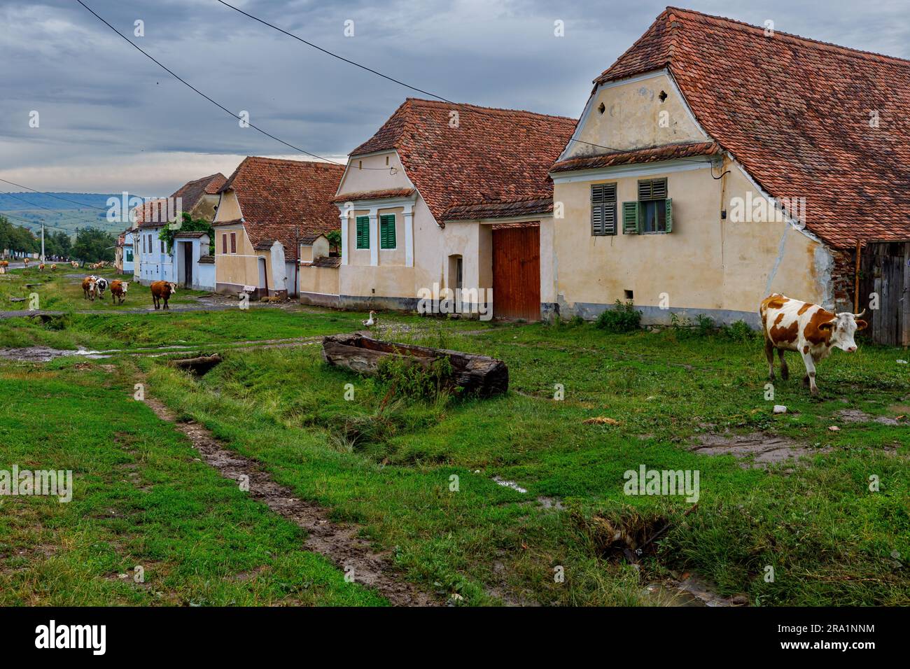 Cows in the village of Viscri in Romania Stock Photo - Alamy