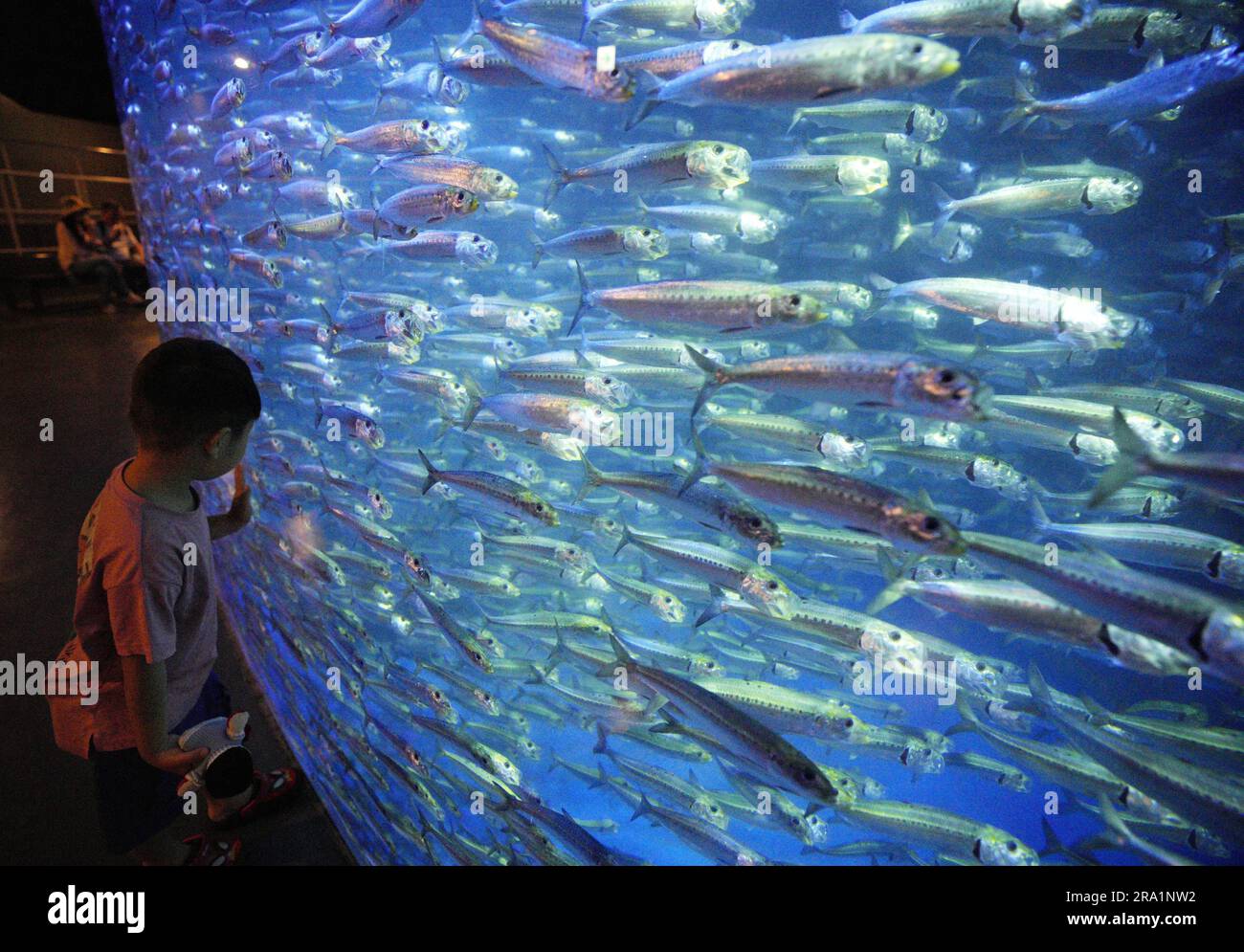 About 10,000 sardines swim in a water tank at the Noboribetsu Marine ...