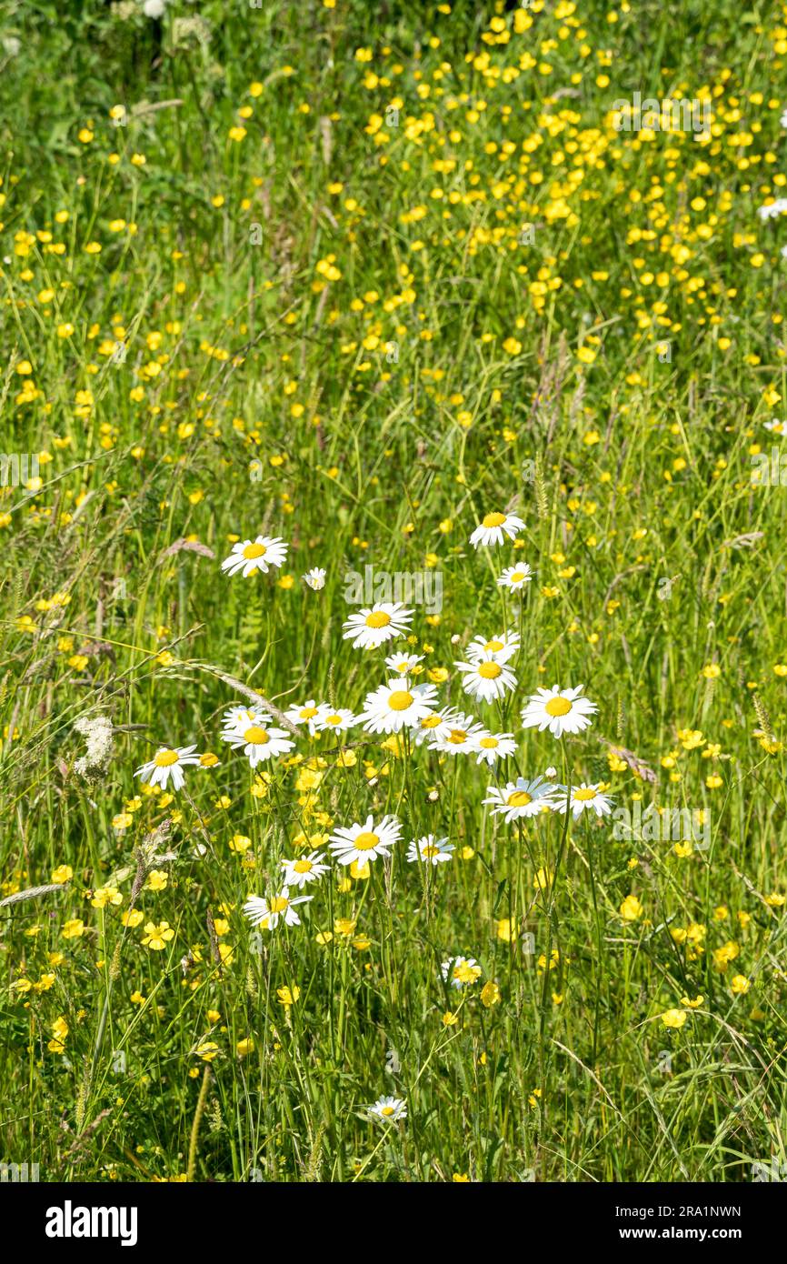 Ox Eye Daisy growing wild in roadside verge, Lincolnshire, England, UK ...
