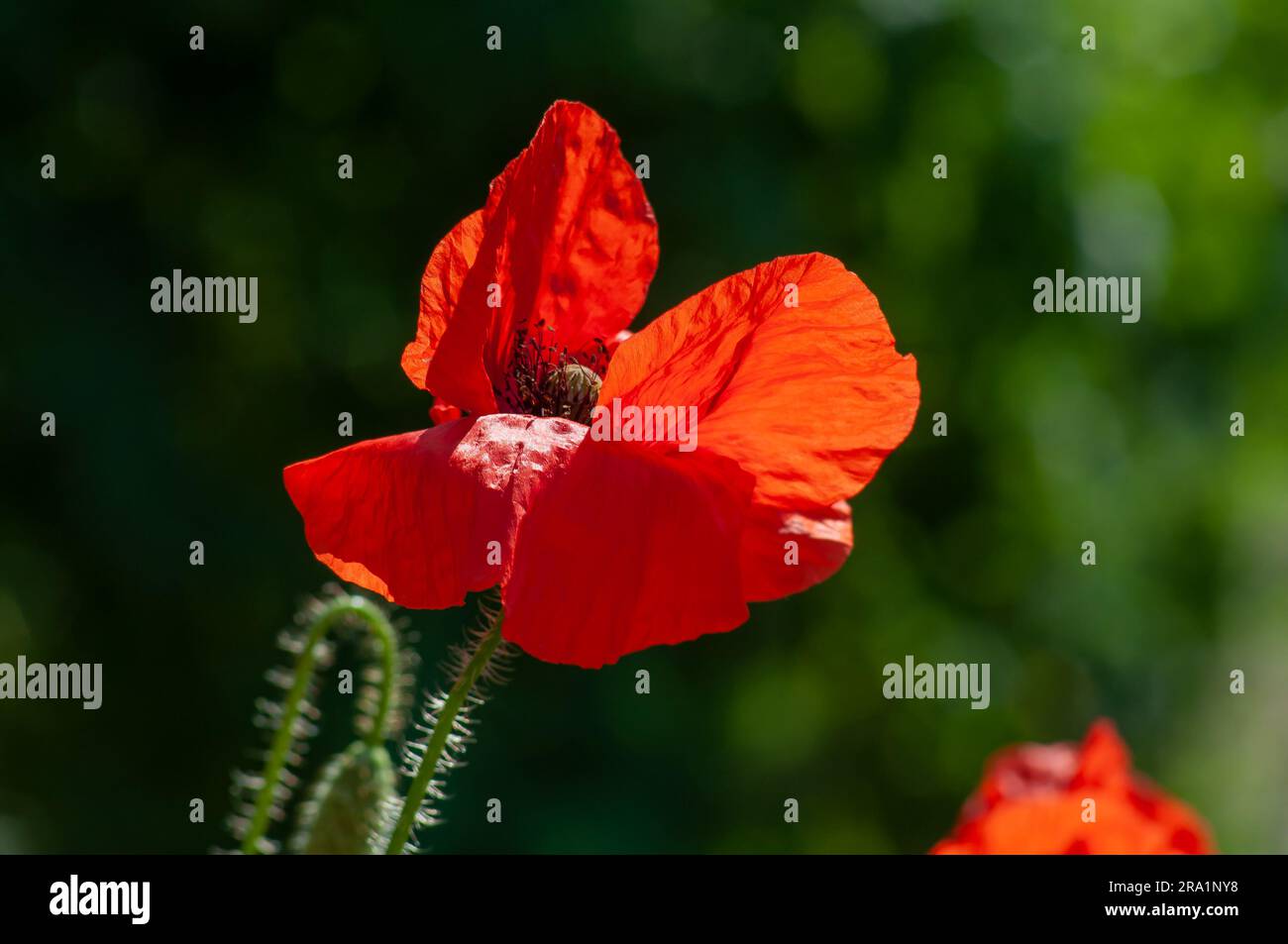Red poppy flower with petals similar to bird wings, on a blurred green ...