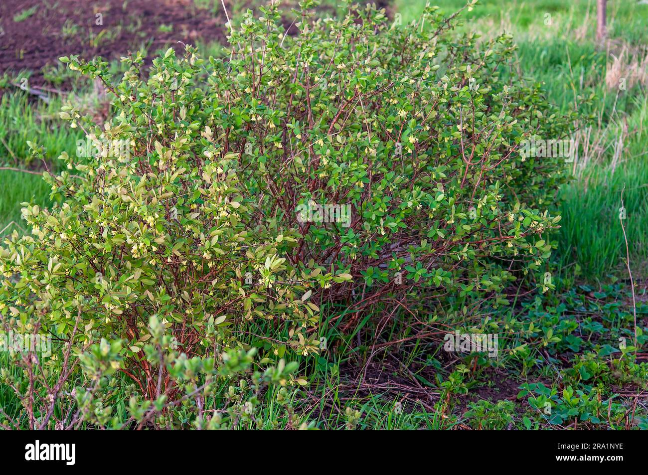 A large bush of edible honeysuckle with spring yellow flowers. Garden ...