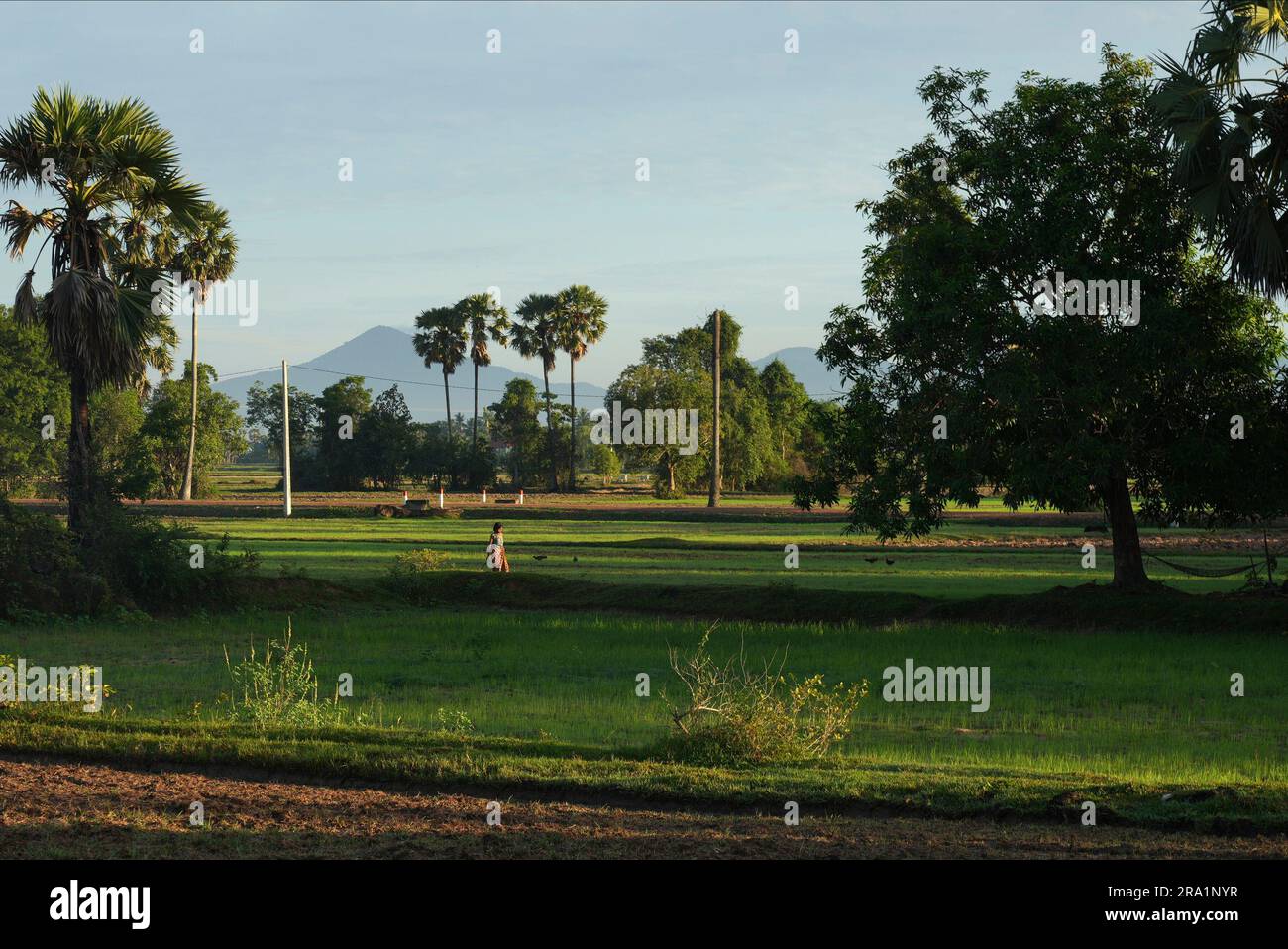 A Cambodian farmer works at paddy rice farming during the rainy season ...