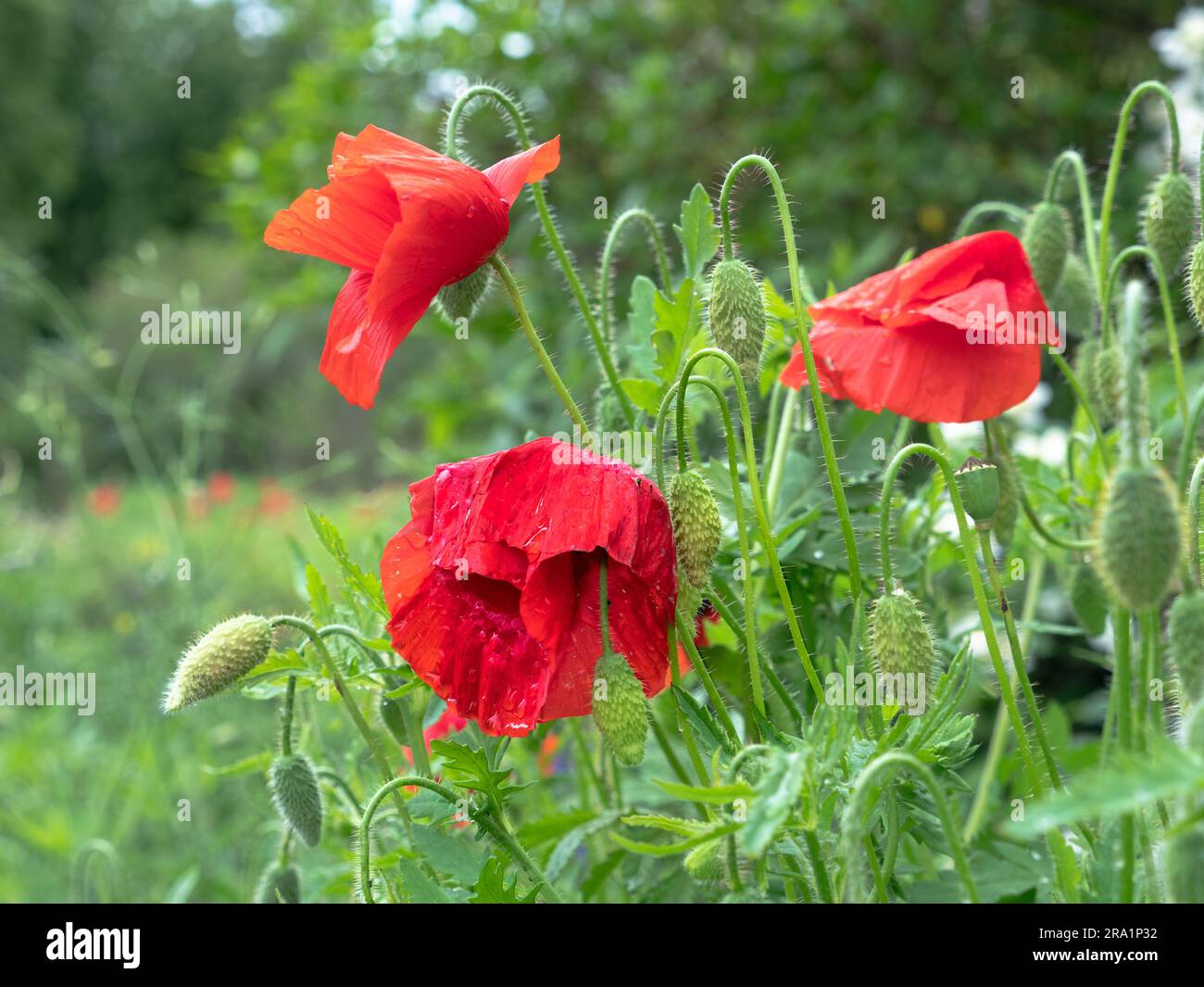 Closeup of a wet red poppy flower with big petals covered by raindrops ...