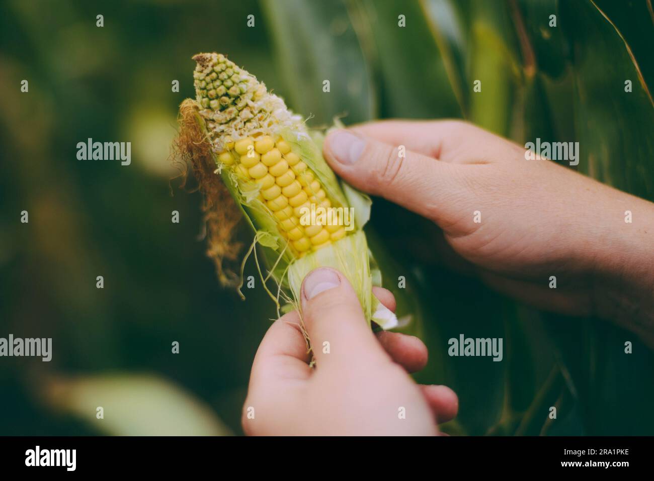 Gardener Inspecting Corn Crop At Garden Stock Photo - Alamy