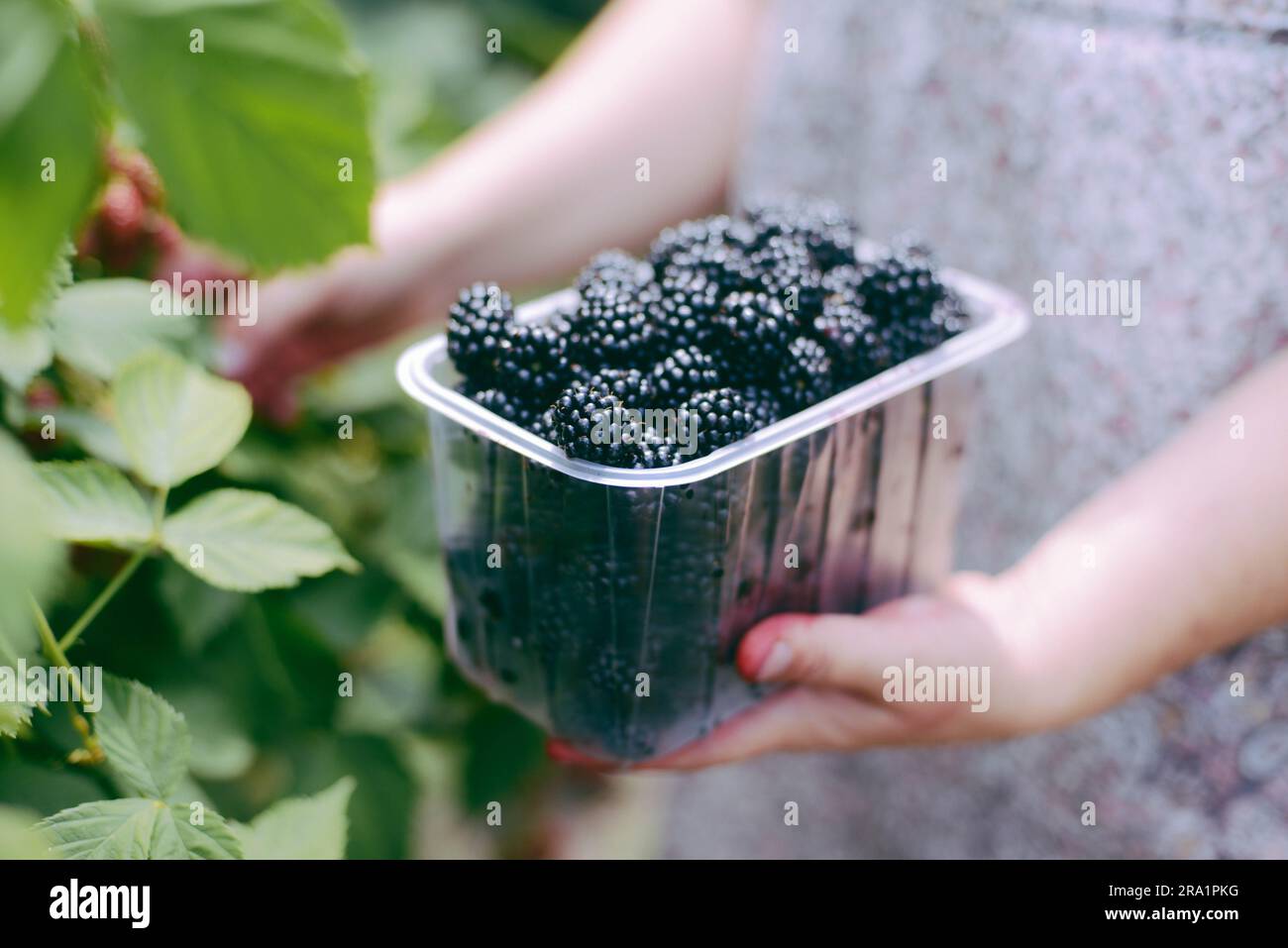 Farmer hands full juicy hi-res stock photography and images - Alamy