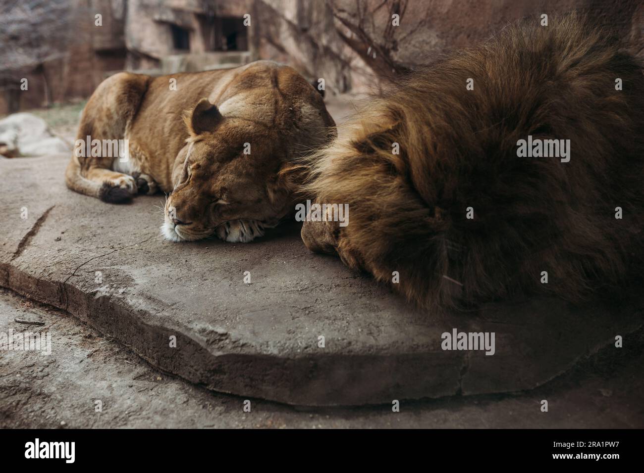 Sleepy animals hi-res stock photography and images - Alamy