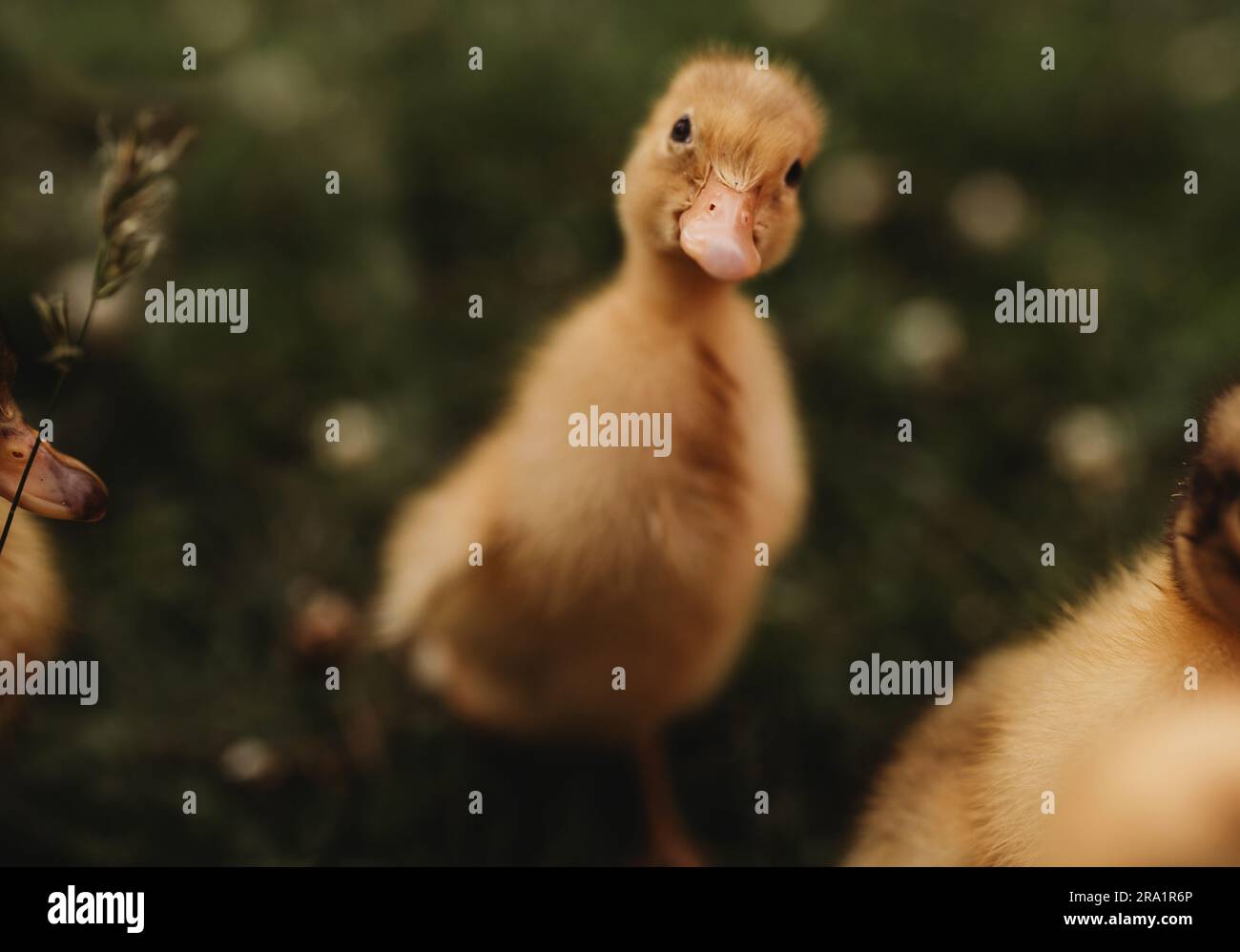 baby duck duckling in grass Stock Photo - Alamy