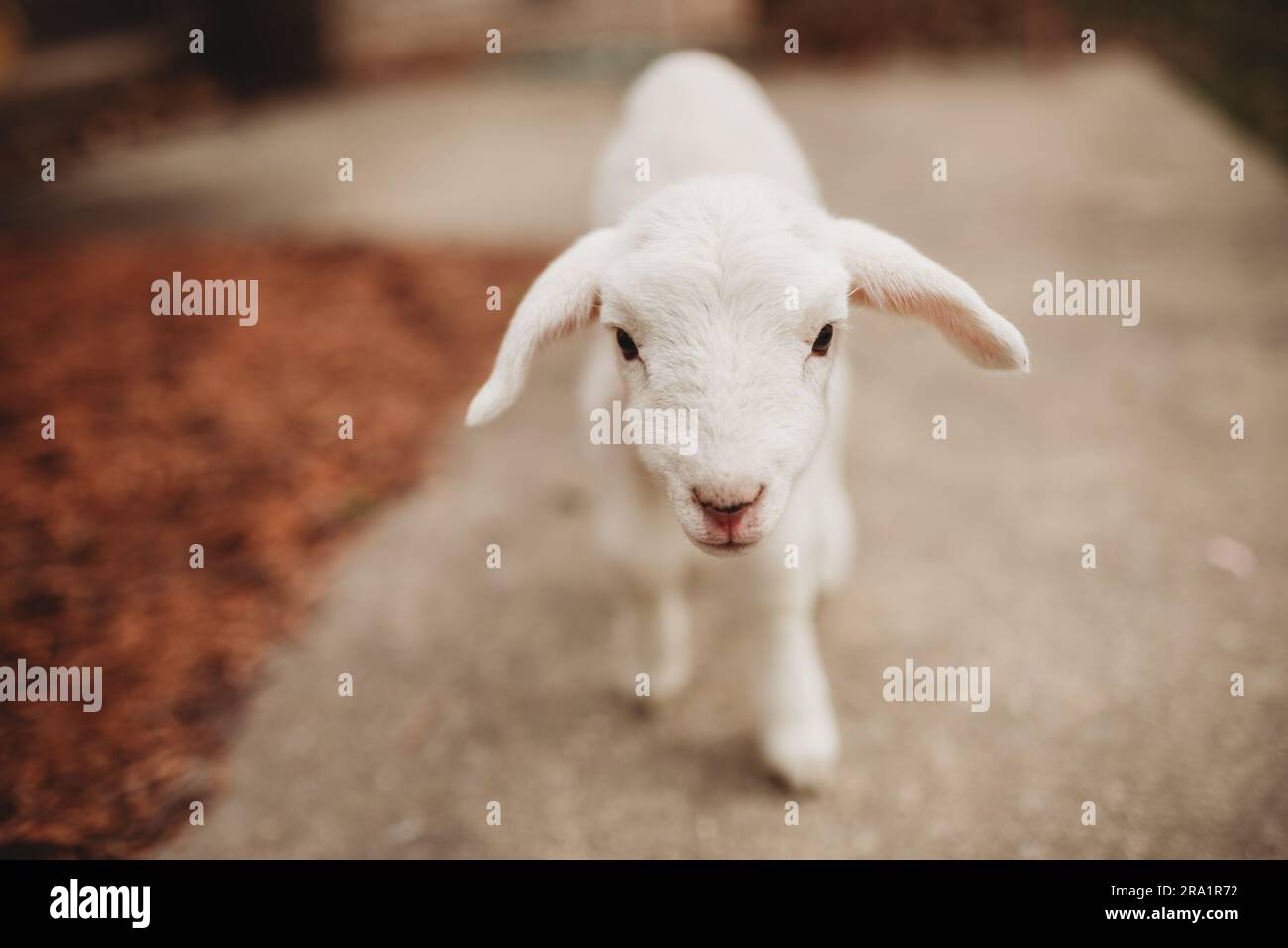 lamb outside looking up Stock Photo - Alamy