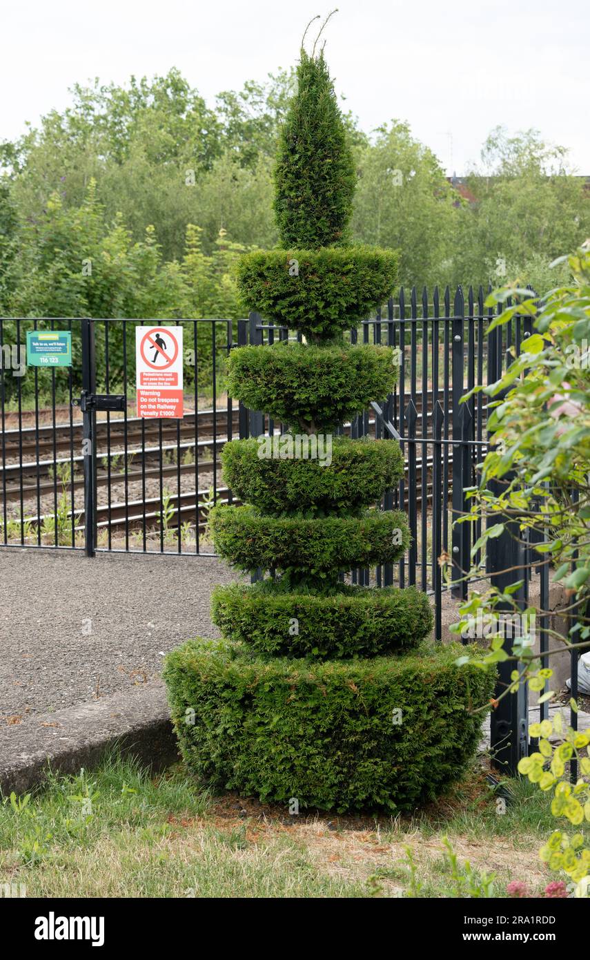 A clipped Yew tree at Leamington Spa railway station, Warwickshire ...