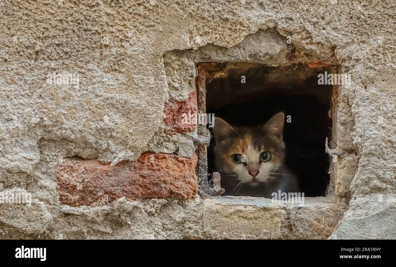 Defiant cat hi-res stock photography and images - Alamy