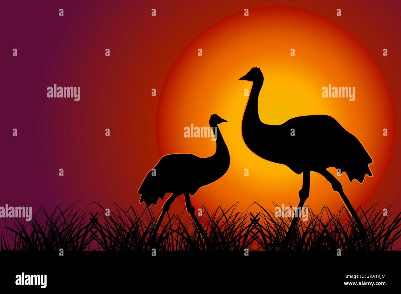 Emu couple Stock Vector Images - Alamy