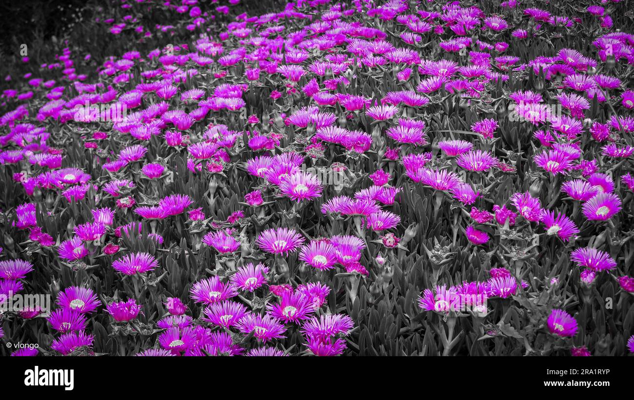 texture of mallow flowers on green field in Asturias Stock Photo - Alamy
