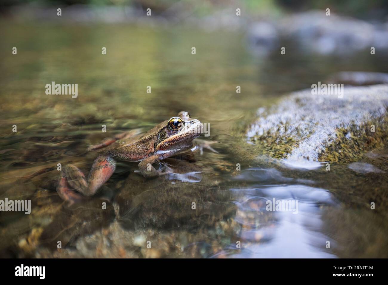 Northern red-legged frog (Rana aurora) in water Stock Photo - Alamy