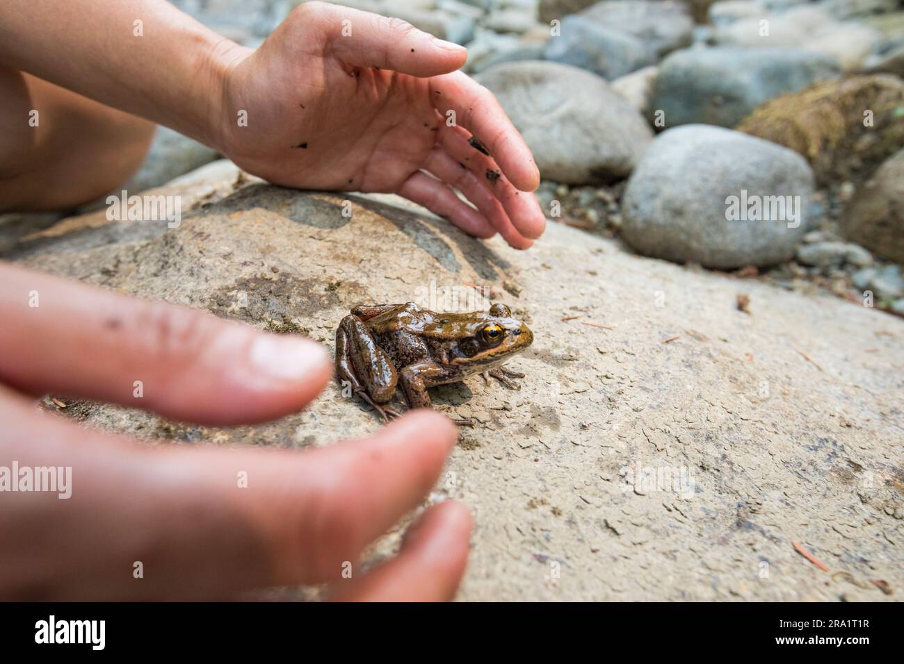 Biologist attempts to capture a Northern red-legged frog (Rana aurora ...