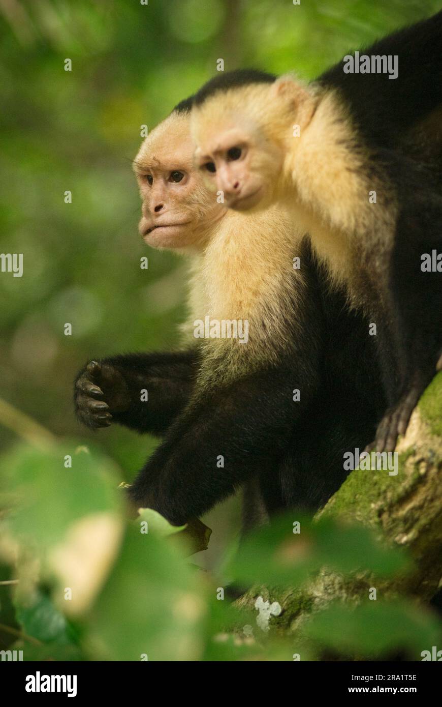 White-headed capuchin monkeys in Manuel Antonio, Costa Rica Stock Photo ...