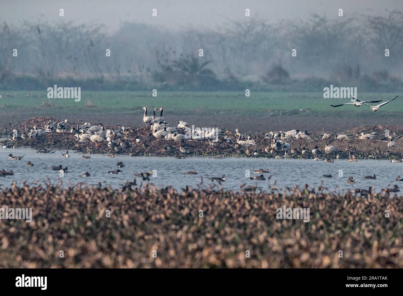 A flock of Bar Headed goose in wet land Stock Photo - Alamy