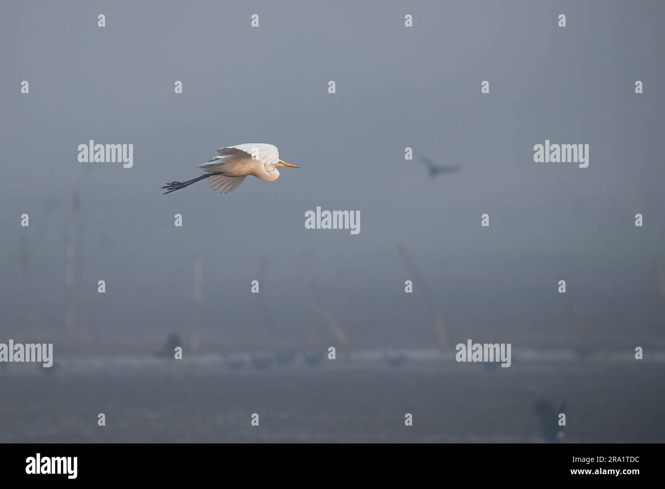 An Egret in flight with horizontal wings Stock Photo - Alamy