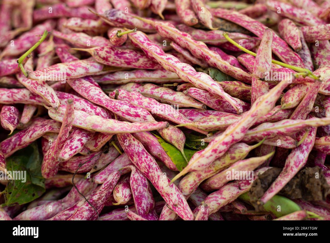 Dragon's Tongue green beans at Farmer's Market Stock Photo - Alamy