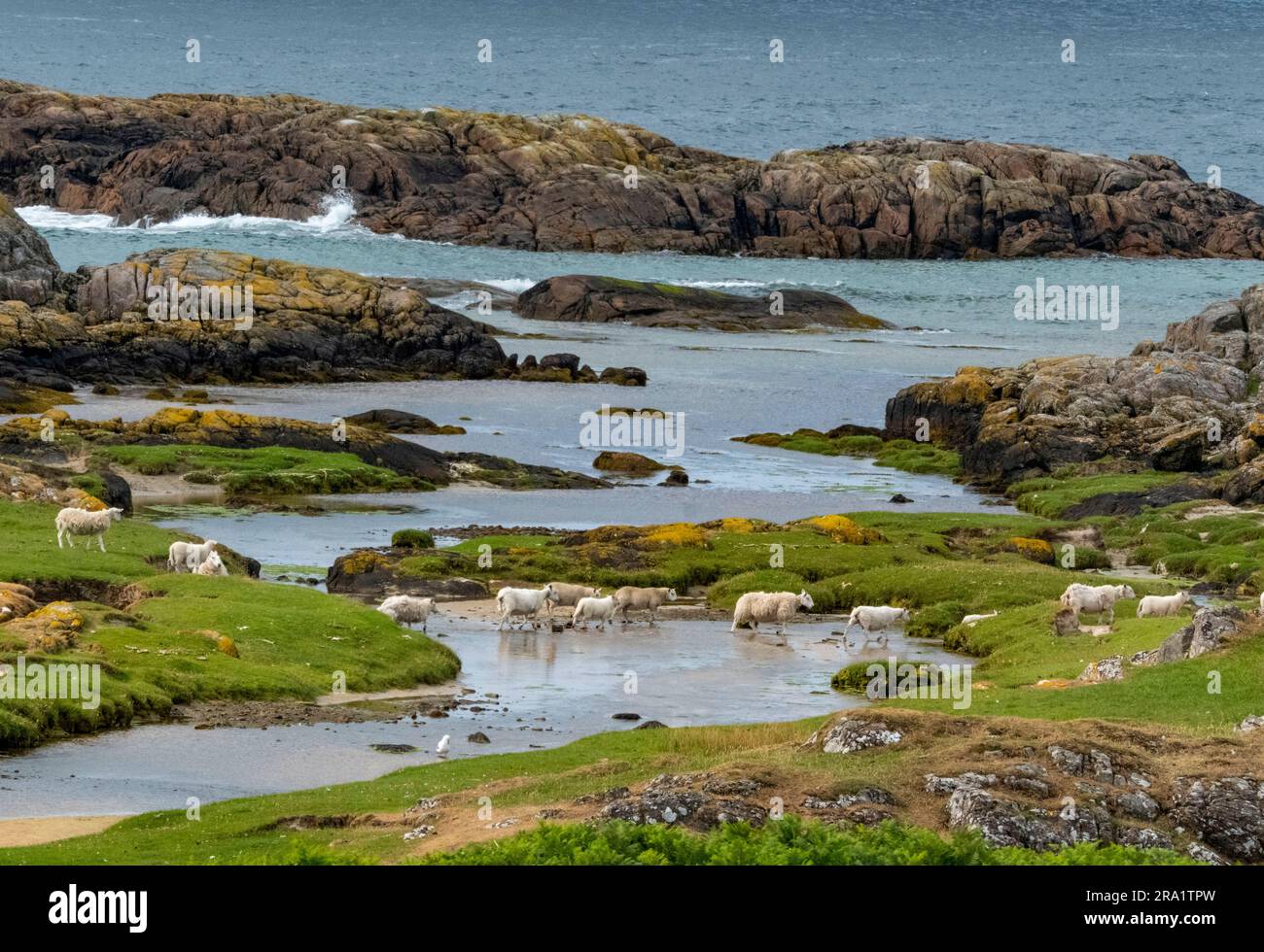 South Country Cheviot sheep cross a freshwater stream flowing into the ...