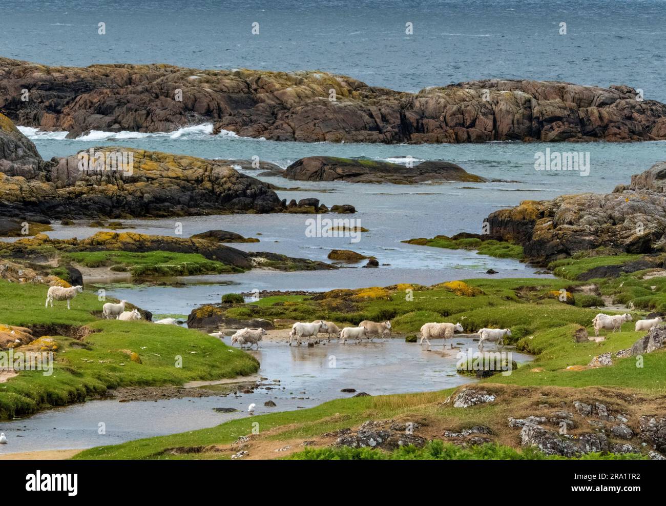 South Country Cheviot sheep cross a freshwater stream flowing into the ...