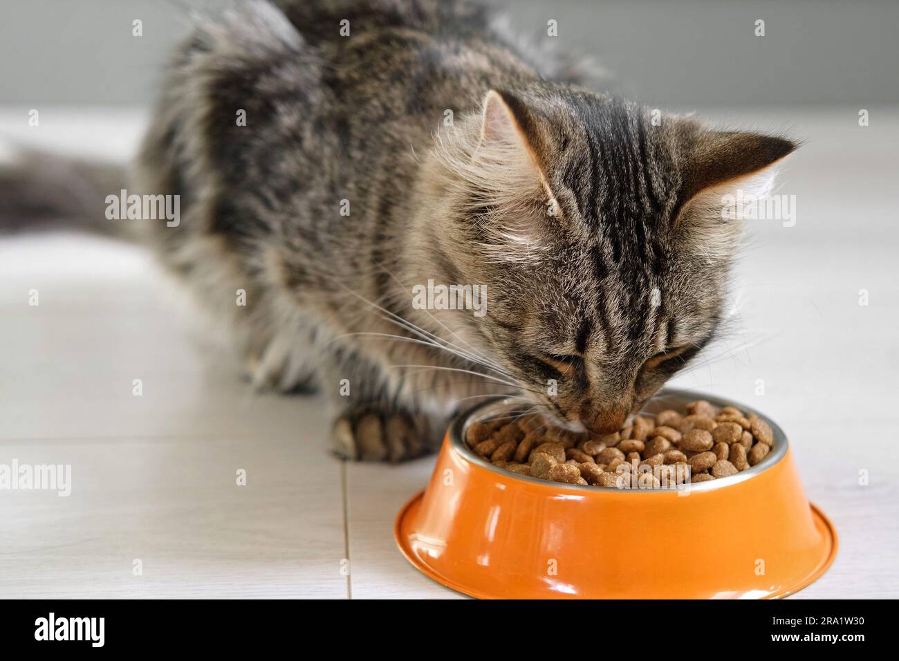 Cat Eating from Bowl. Young Cat Eats Food, Licking Tongue. Feline ...