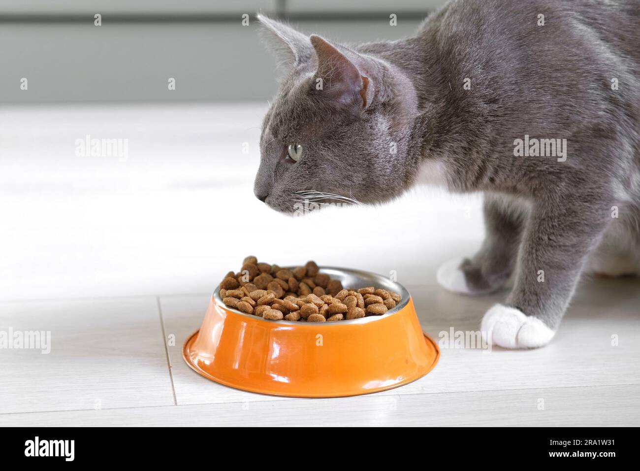 Cat Eating from Bowl. Young Cat Eats Food, Licking Tongue. Feline ...