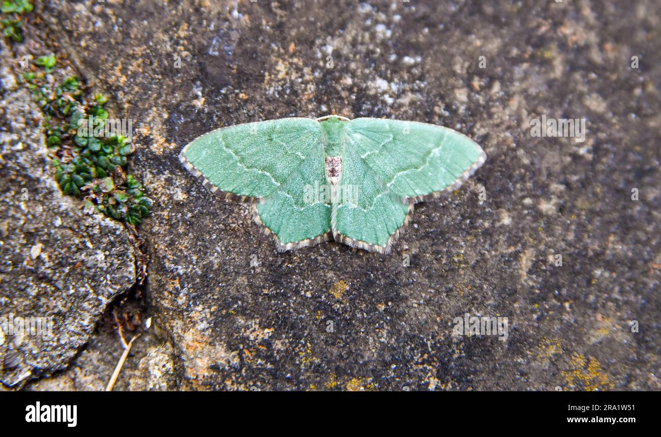 Common Emerald Moth Hemithea aestivaria resting on a garden patio in ...