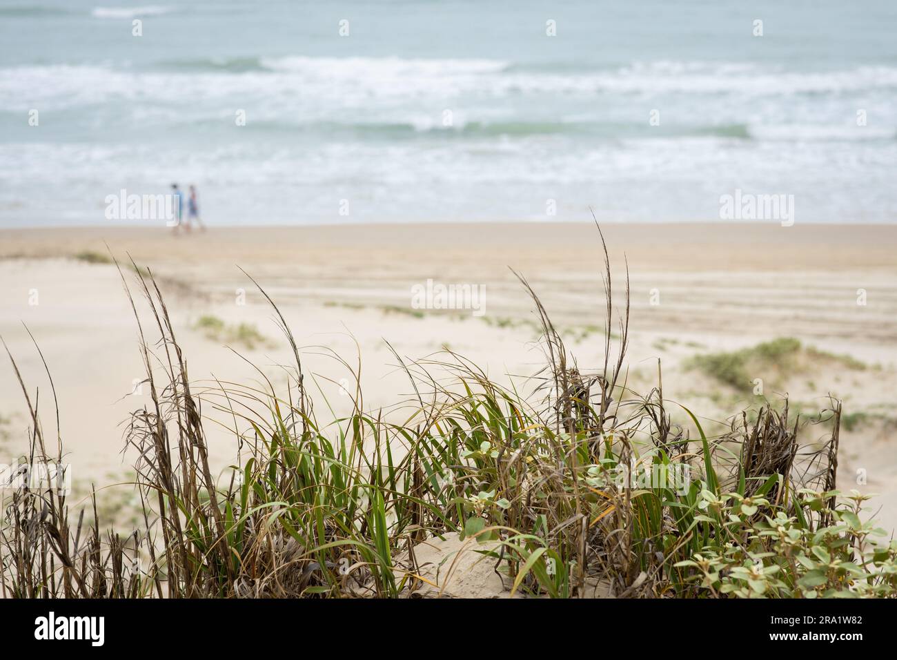 Sand dunes on padre island hi-res stock photography and images - Alamy
