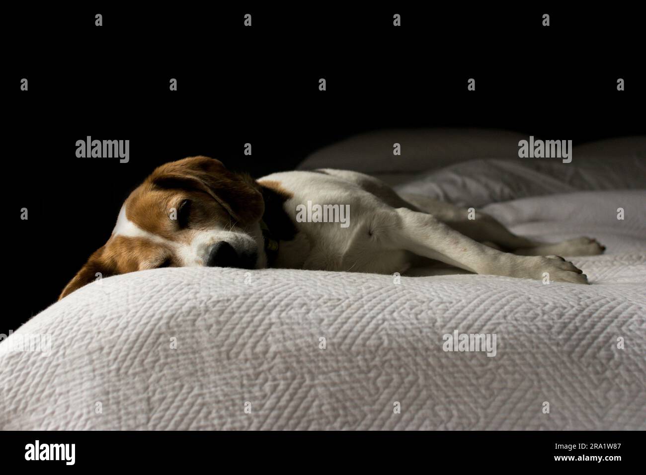 Beagle sleeping on on white bed against dark background Stock Photo - Alamy