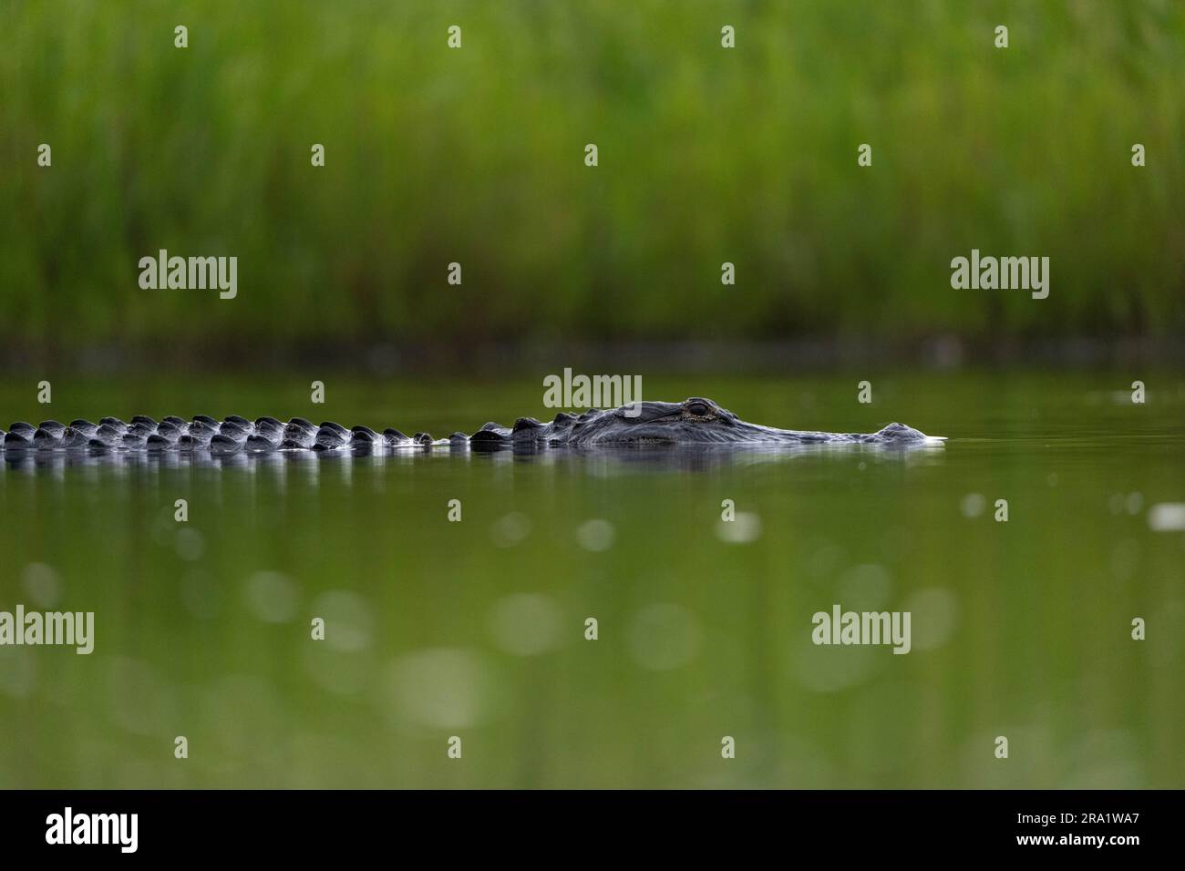 American Alligator Floating on the Surface of the Water Stock Photo - Alamy