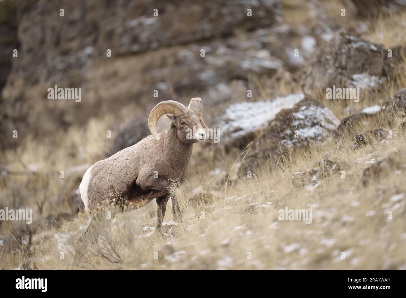 Ram sheep walking hi-res stock photography and images - Alamy