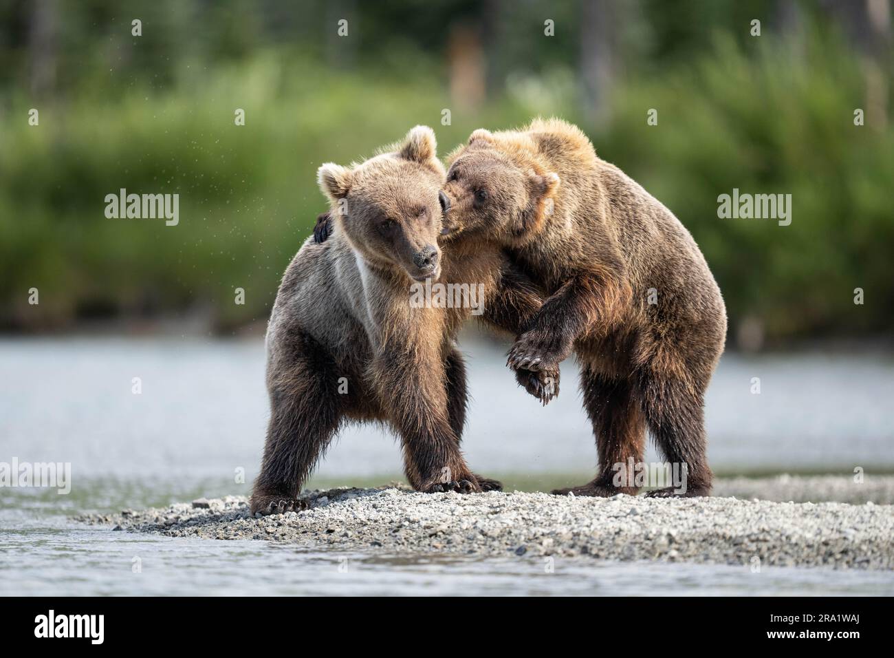 Two Brown Bear Siblings Playing and Wrestling Stock Photo - Alamy