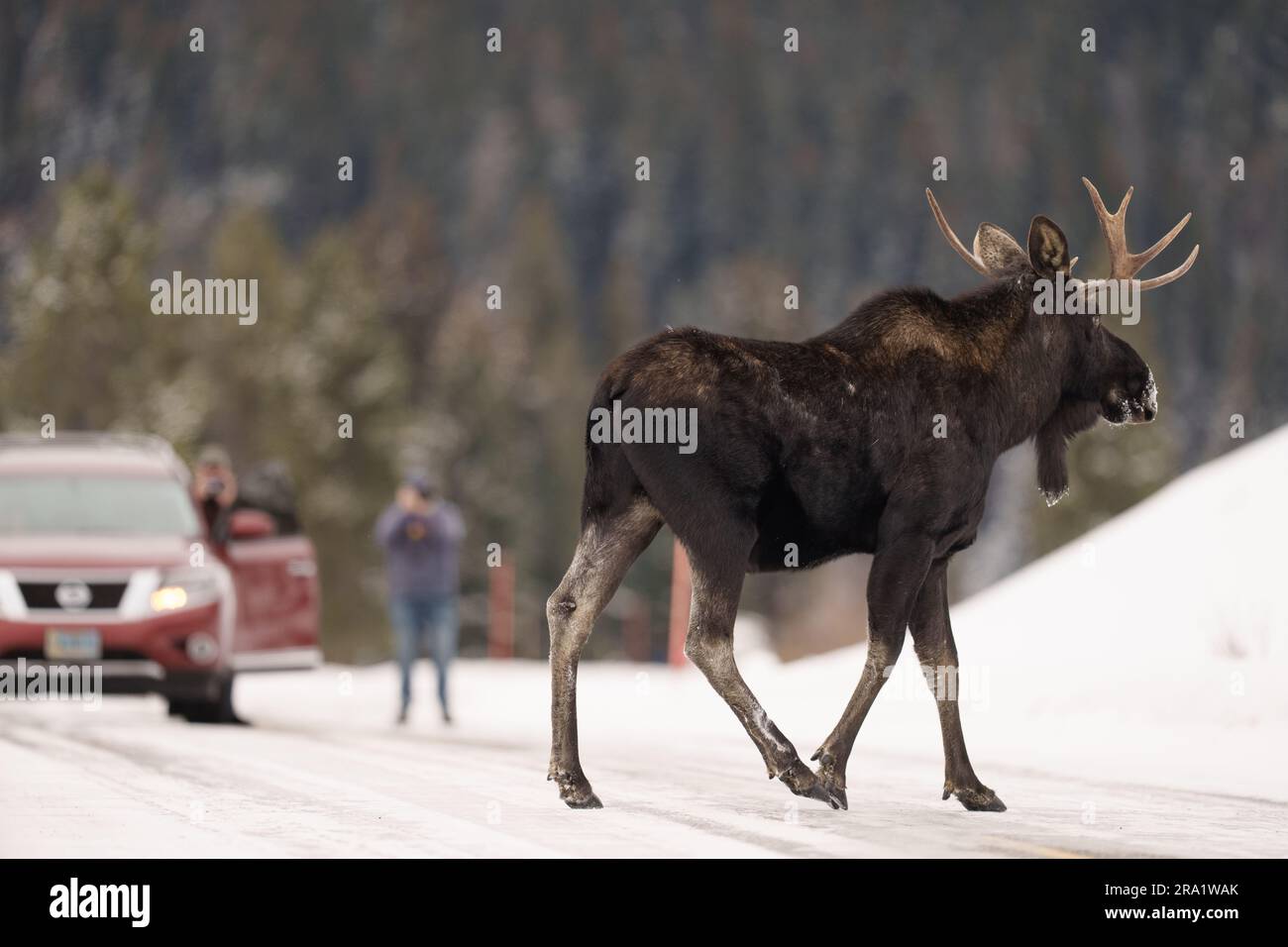 People and wildlife hi-res stock photography and images - Alamy