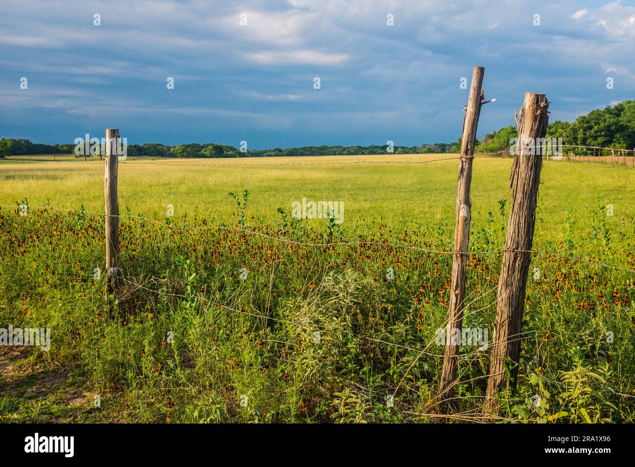 Field of wildflowers on Texas Hill Country ranch Stock Photo - Alamy
