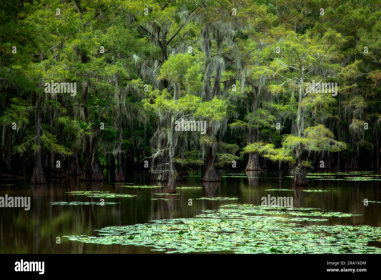 The beauty of the trees in the wetland of the Caddo Lake State Park ...